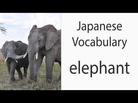 How to say "Elephant" in Japanese