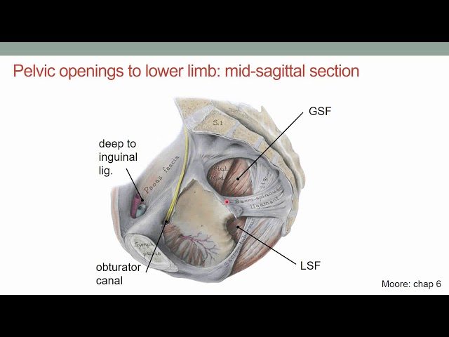 Understanding the Openings of the Pelvis: A Guide to the Greater and ...
