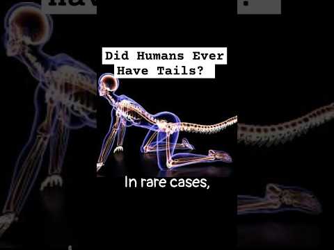 Did Humans Ever Have Tails? #facts #info #information