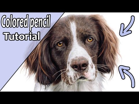 How to draw realistic BROWN FUR with colored pencil | Step by step tutorial