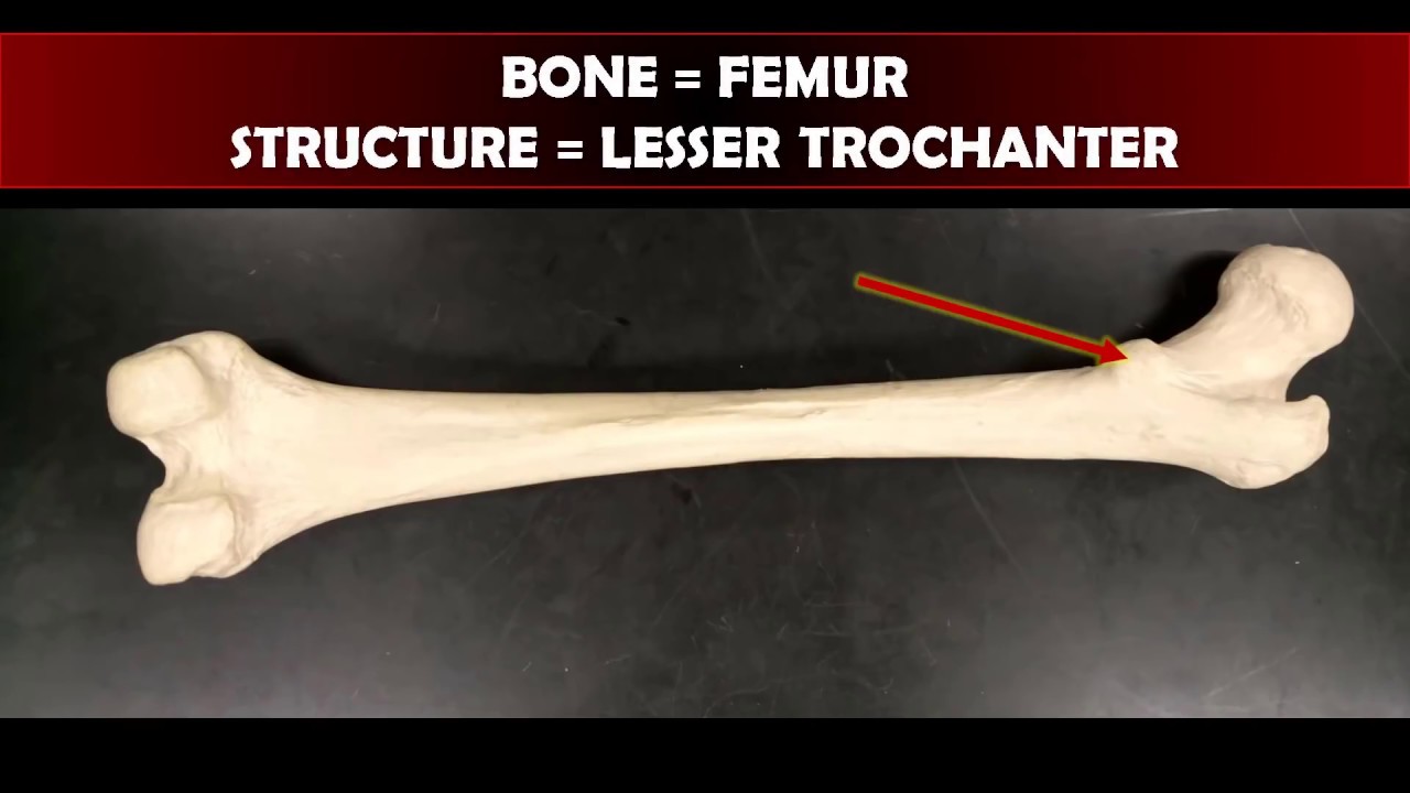 bones practice for practical exam - new and improved