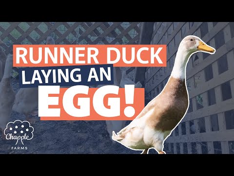 Runner Duck Laying an Egg!