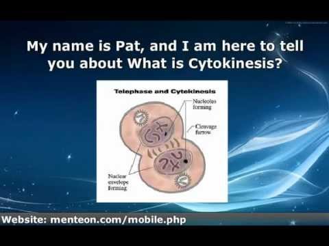 AP Biology - Cytokinesis