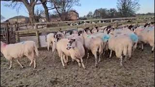 Sheep for Sale & Wanted | Border Livestock Exchange