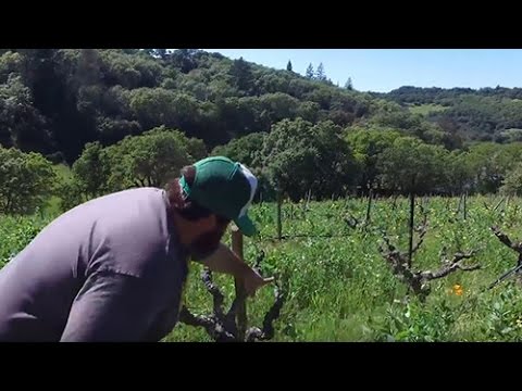 Sixteen 600: Biodynamic Winemaking