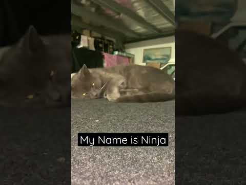 Ninja ? #cat #funnycats