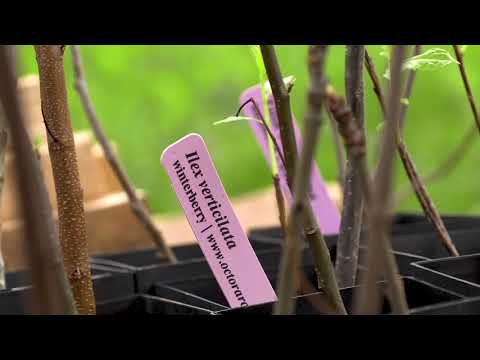 What is the Keystone Tree Fund?