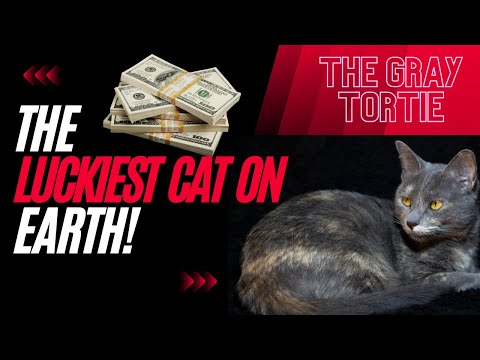 Meet the Gray Tortie, the Rarest and Luckiest Cat in the World.