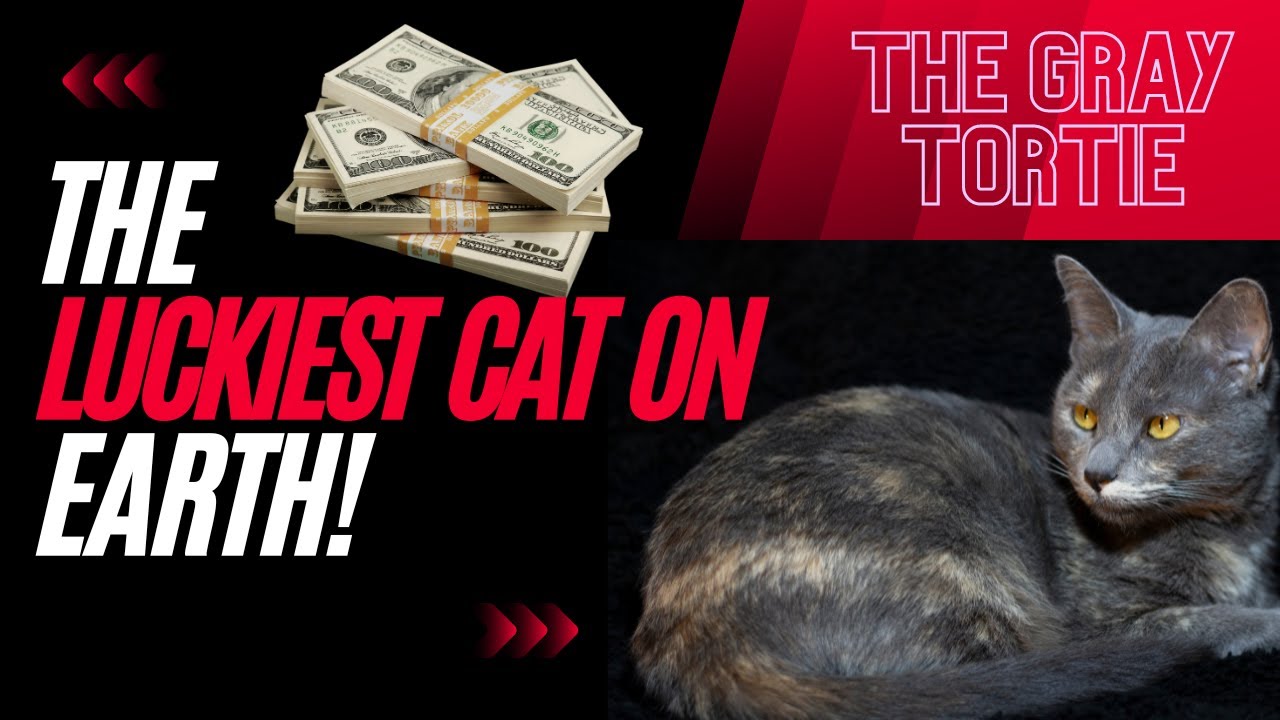 Meet the Gray Tortie, the Rarest and Luckiest Cat in the World.