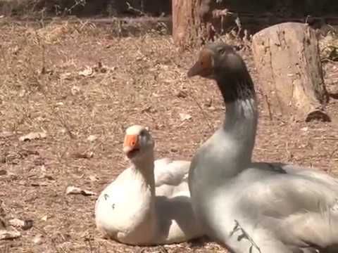 World Wildlife Day: Conserving Animal And Plant Species In Nigeria