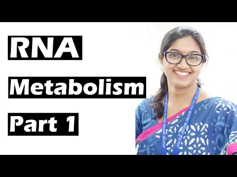 RNA Metabolism Part 1 Biochemistry For MBBS Students by Dr Aritri Bir