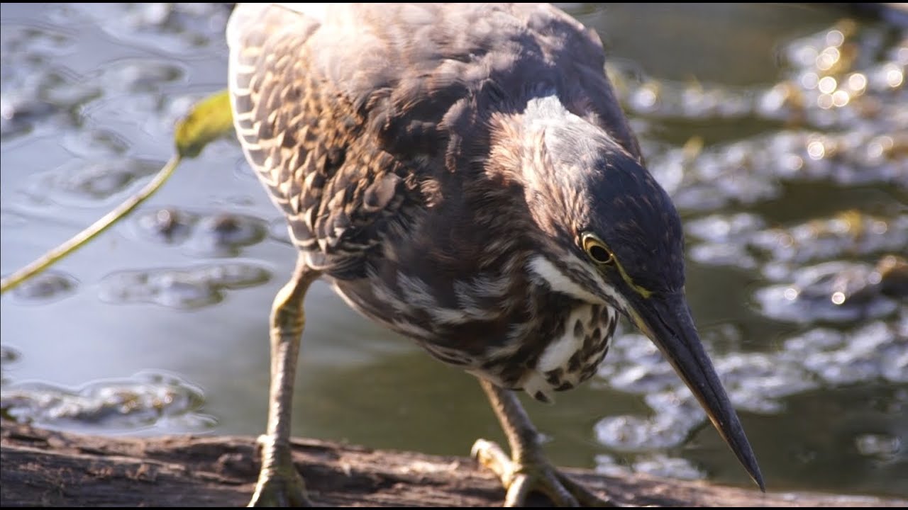 Juvenile Green Heron, 9/3/2016 (HD)