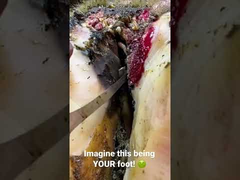 Could you handle this being your foot??? This cows hoof is now MUCH better!!