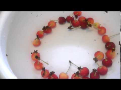 CHERRY PICKING And PITTING INFORMATION