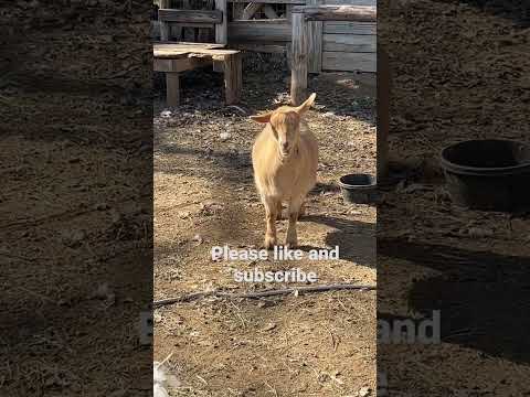 Pregnant Bliss/Nigerian dwarf goats