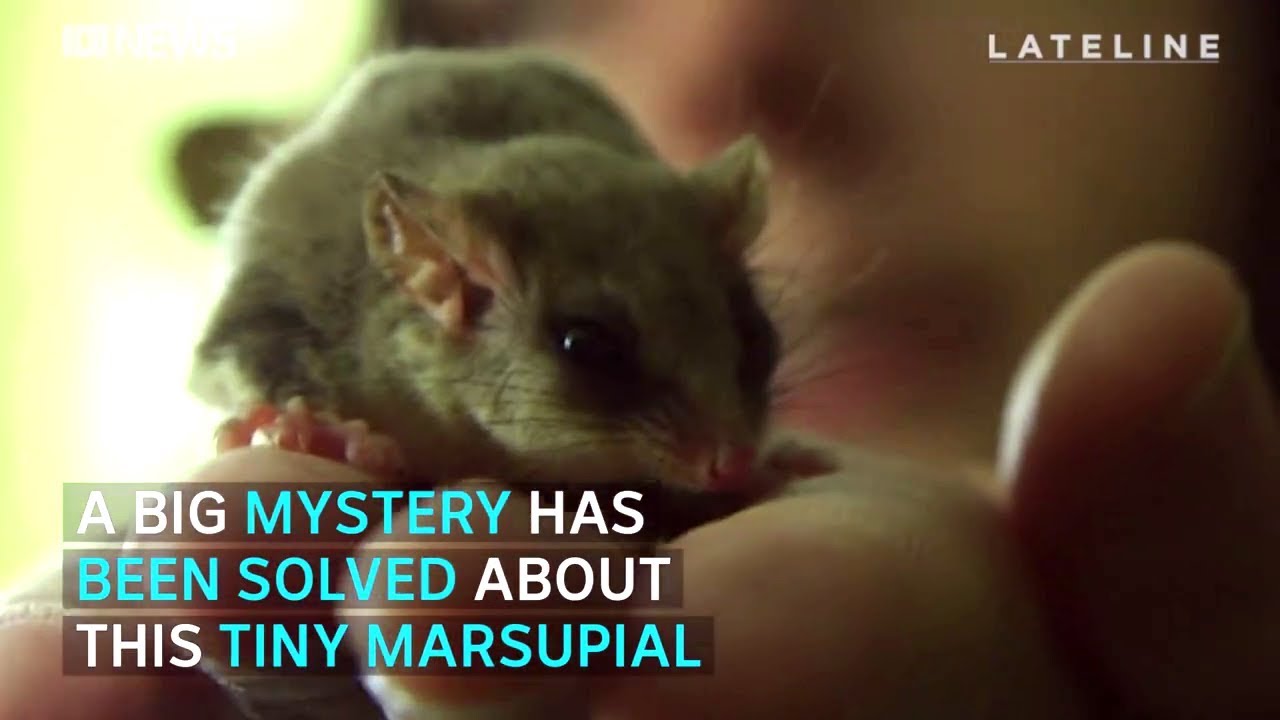 Feathertail Gliders - ABC News