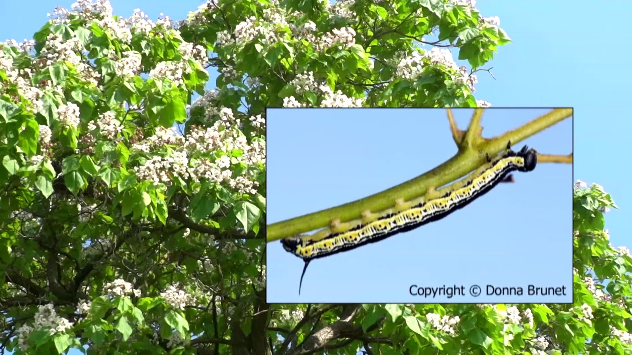 Tree ID: Catalpa - AskMDC