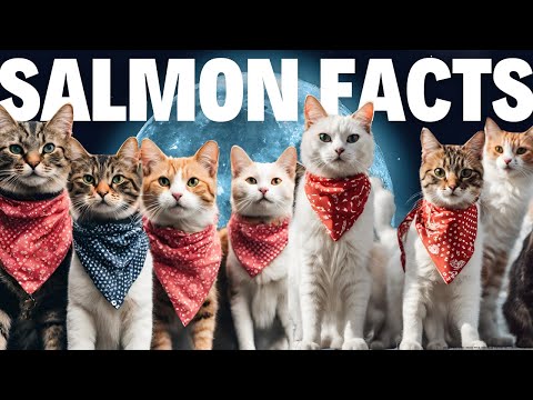 what are the side effects of feeding #cats #salmon ?