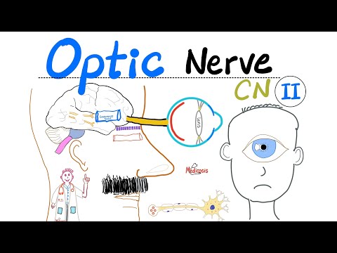 Optic Nerve & Visual Pathway | Cranial Nerve 2 (CN II) | Neuroanatomy Series