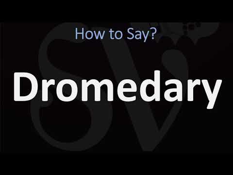 How to Pronounce Dromedary? (2 WAYS!) British Vs US/American English Pronunciation