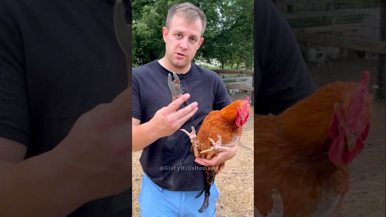 How To Remove Rooster Spurs! 😱🫣🐓 #poultryfarming #chickens #farmliving #animalcare #homesteading