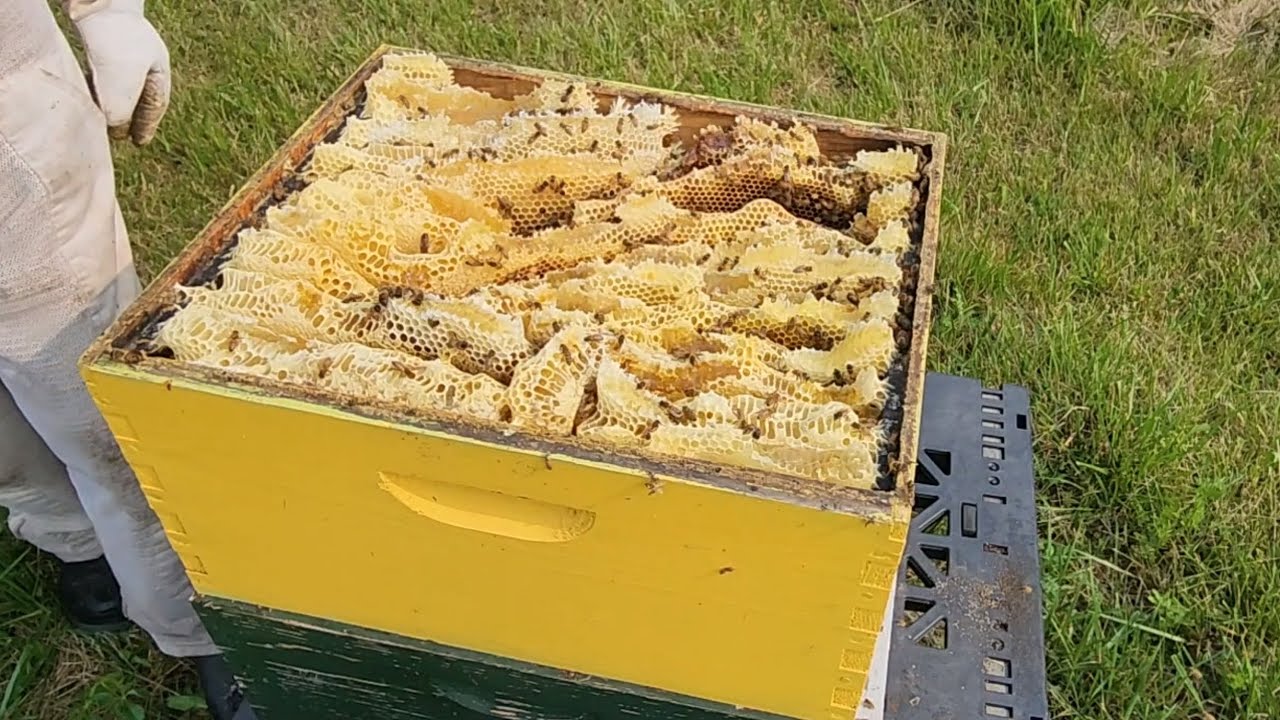 A Hive With No Frames