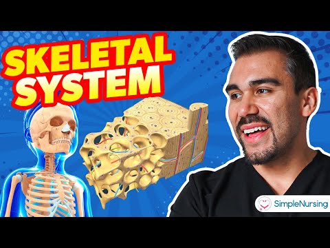 Skeletal System Introductory Overview for Nursing Students