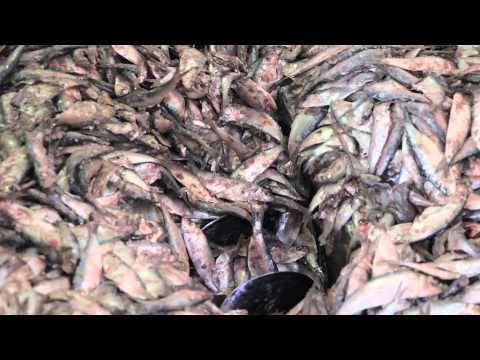 Fish Meal Processing Plant - Fishmeal Plant Latest Price, Manufacturers ...