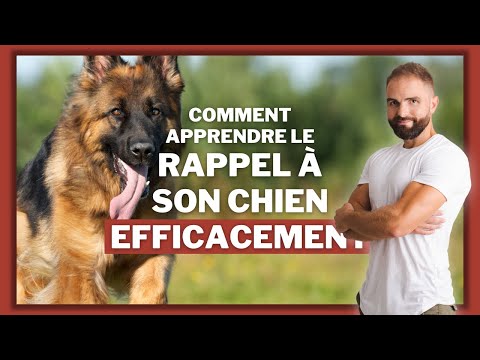 Comment apprendre le rappel a son chien efficacement ?