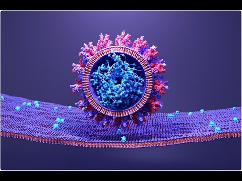 Discovery of Small Compounds that Target FOXO Transcription Factors and Modulate..