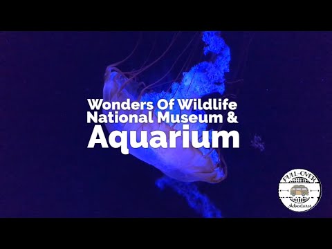 Wonders Of Wildlife National Museum & Aquarium