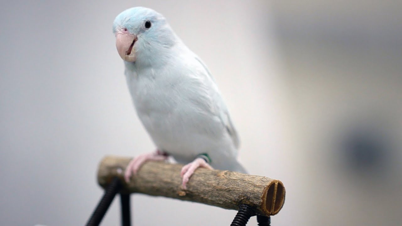 Stanford researchers decode how birds land with ease