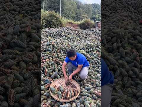 Enjoy Harvest Pine Nuts | Have You Ever Seen This Before?