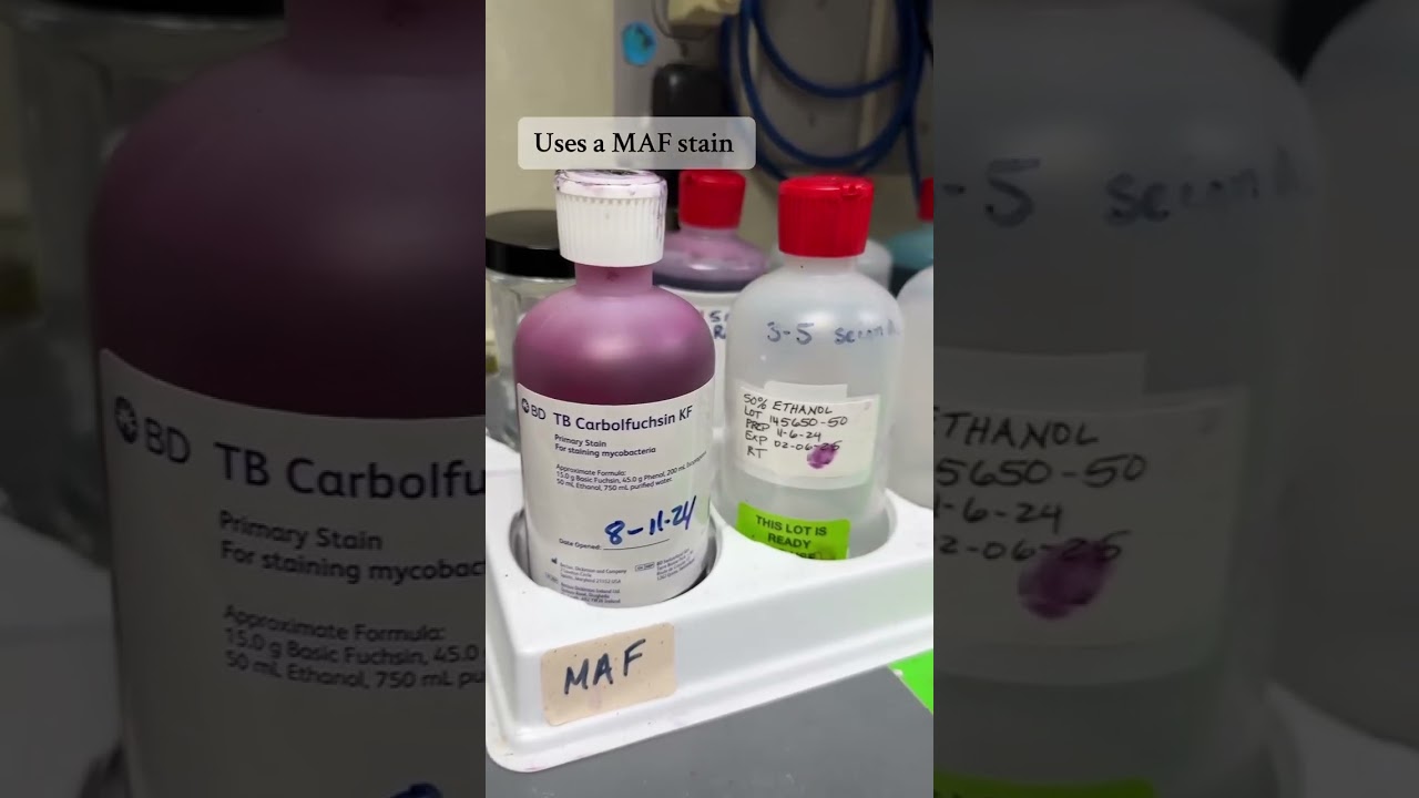 🦠 Guess the bacteria! 🔬