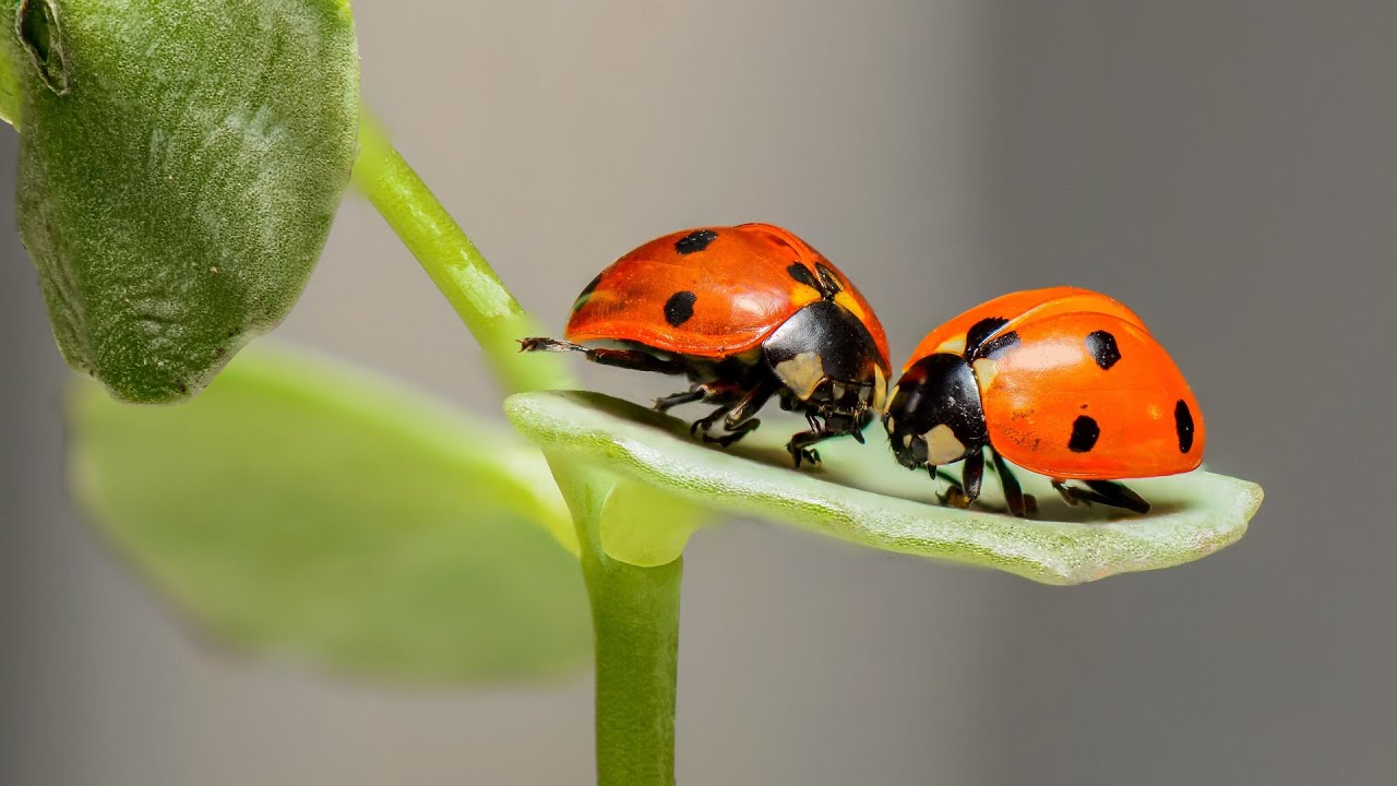 Subphylum Hexapoda Part 1: Insect Form and Function