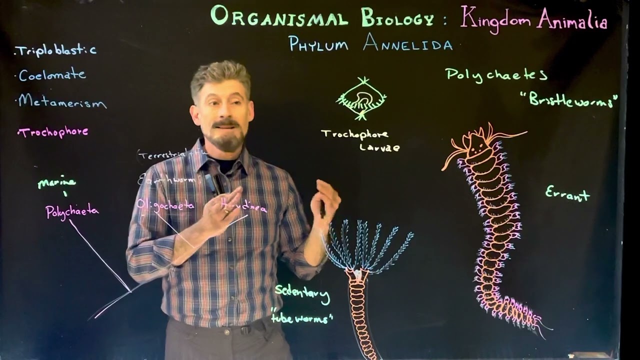 Annelida: with emphasis on polychaetes