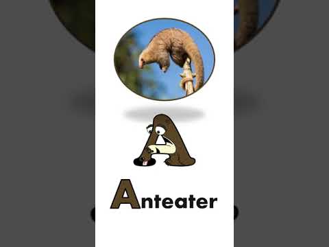 A - A For Alligator, Anaconda, Anteater, Antelope, Ape