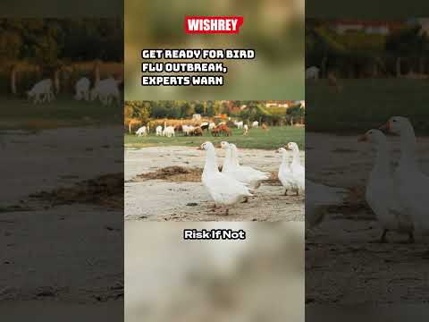 H5N1 Avian Flu: The Pandemic Threat You Need to Know! #shorts #H5N1