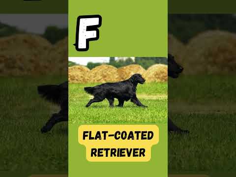 Furry Friends ABCs | 'F' for French Bulldog | Dog Names Series for Kids|#abcd#kids#learning#shorts