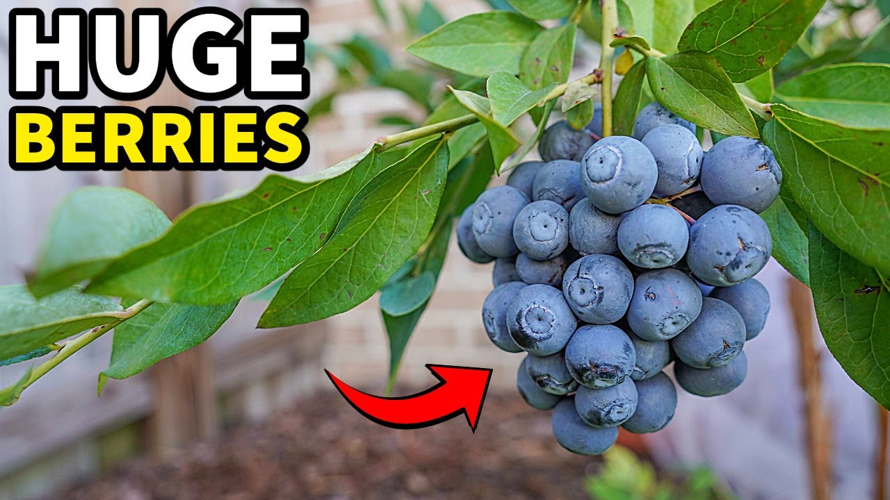 These Are The BIGGEST Blueberries I've Ever Seen!