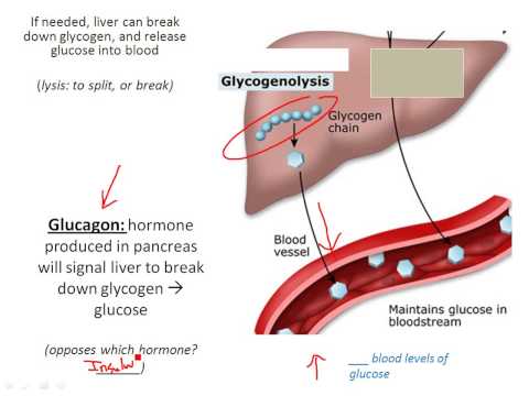 Chapter 23 Digestion- Liver and gallbladder