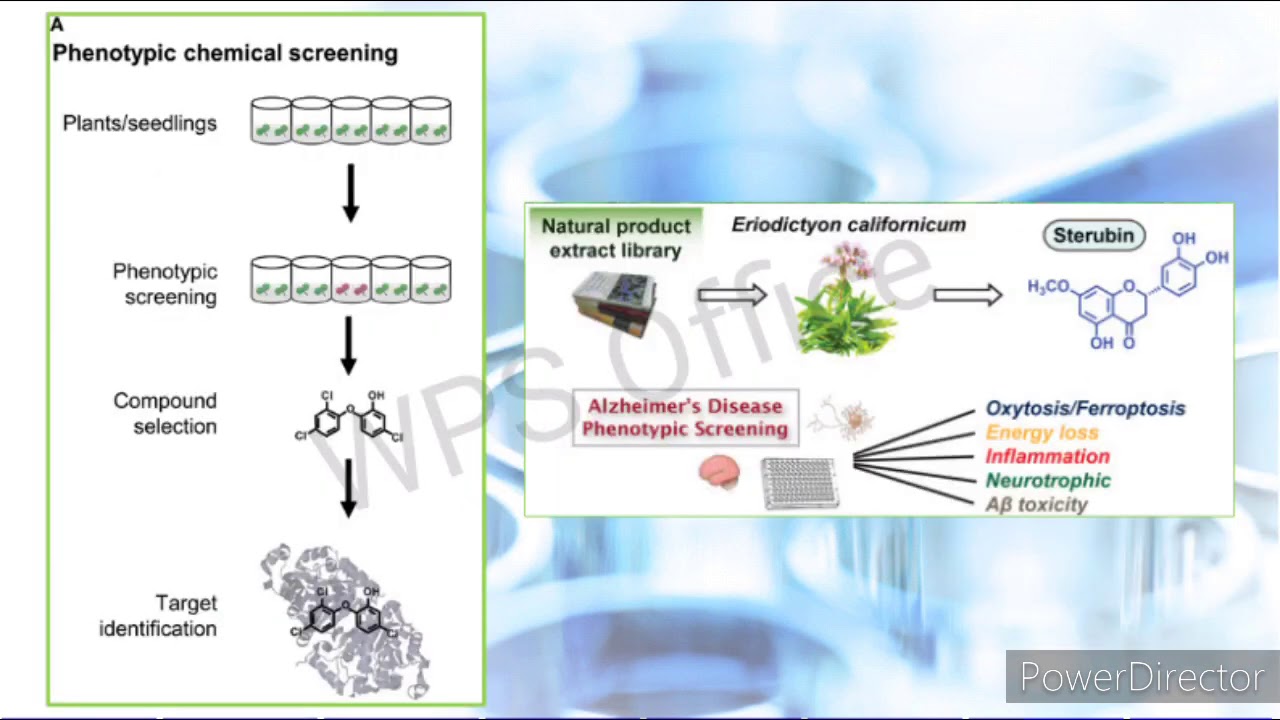 Basics of Phenotypic Screening