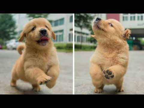 50 Super Cute Cats and Dogs Pictures