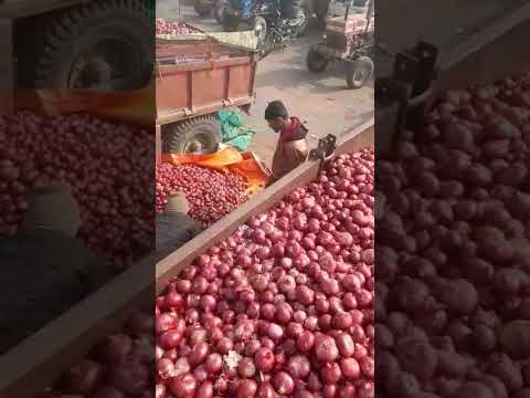 Red Onion - Wholesale Price & Mandi Rate for Red Onion in India