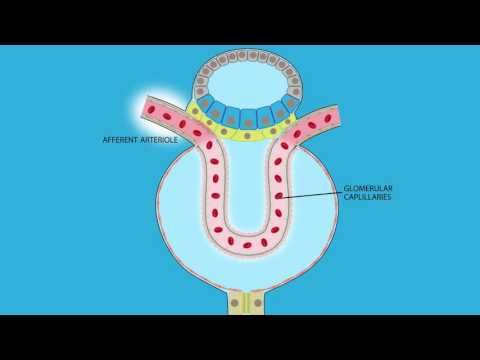 Glomerular Filtration: Role of Afferent and Efferent Resistance on GFR