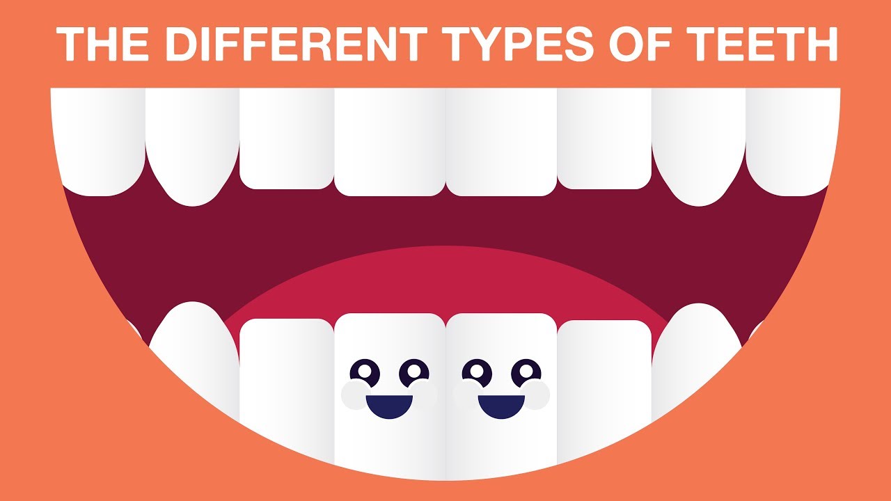 What are The Different Types of Teeth?