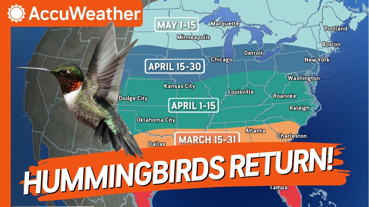 Hummingbird Migration Underway: When They'll Reach Your Garden