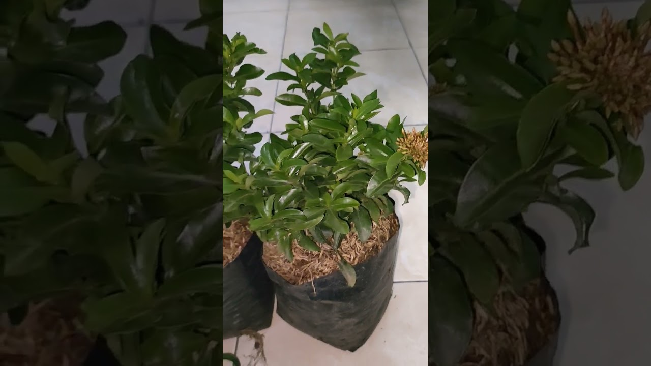 Asoka jambon putih dan bunga pink