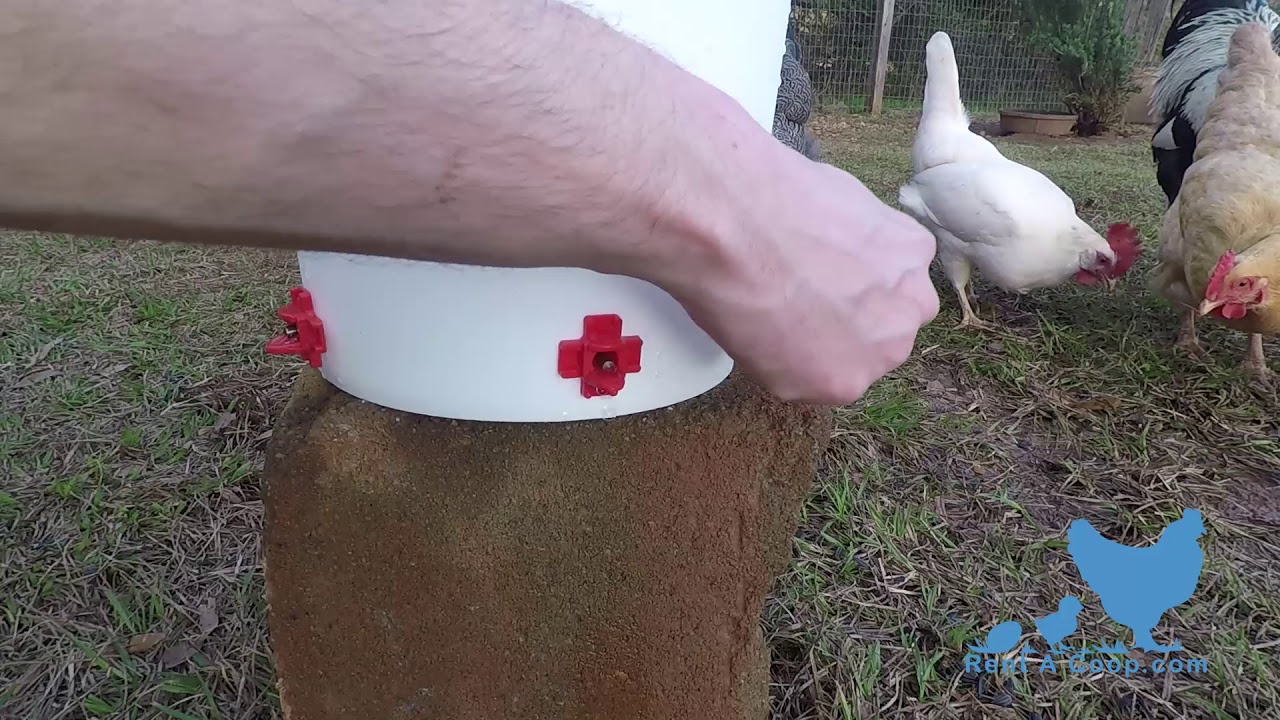 How to Train your Chickens to use their new RentACoop nipples
