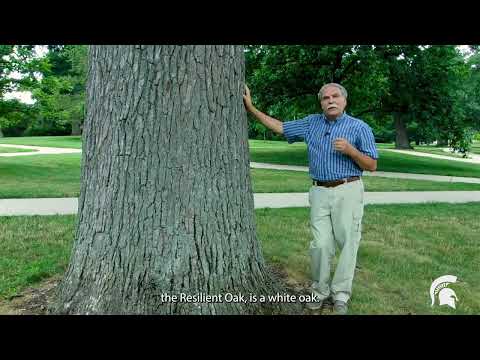Spartan Tree Stories: Sentinel White Oak (Quercus alba)